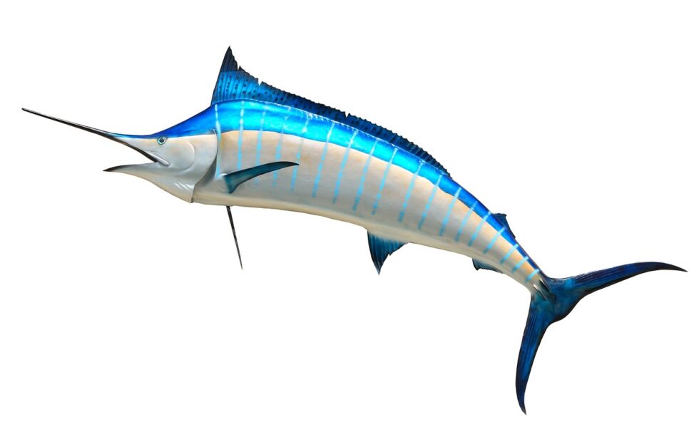 Sailfish - Fishing in North Carolina | Top Lakes, Piers & Rivers ...
